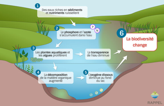 Eutrophisation — Action lac Magog